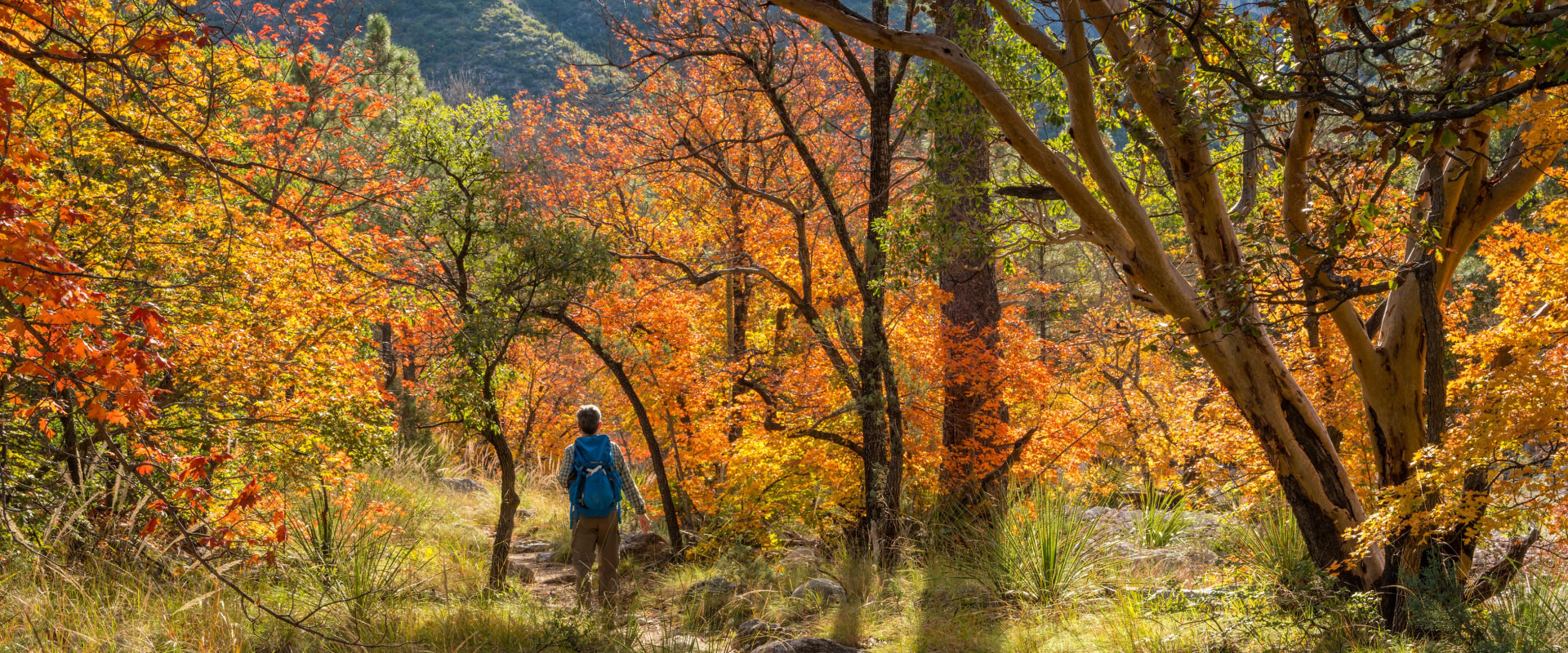 Discovering the Best Fall Foliage Trails in Hays County, TX